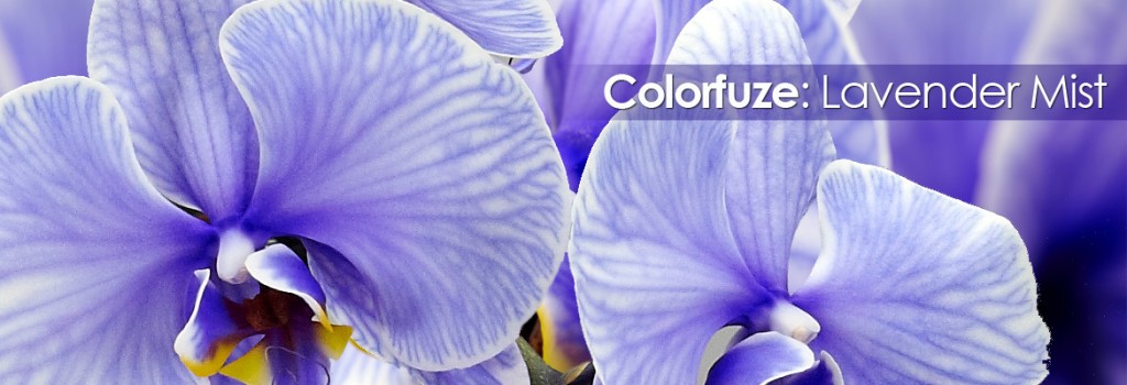 colorfuze-slider-pure-beauty-phalaenopsis-orchids-lavender-mist ...