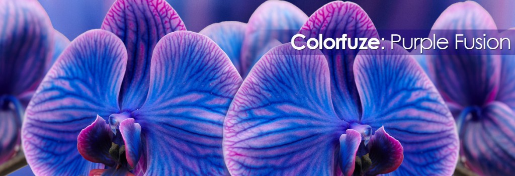 colorfuze-slider-pure-beauty-phalaenopsis-orchids-purple-fusion ...
