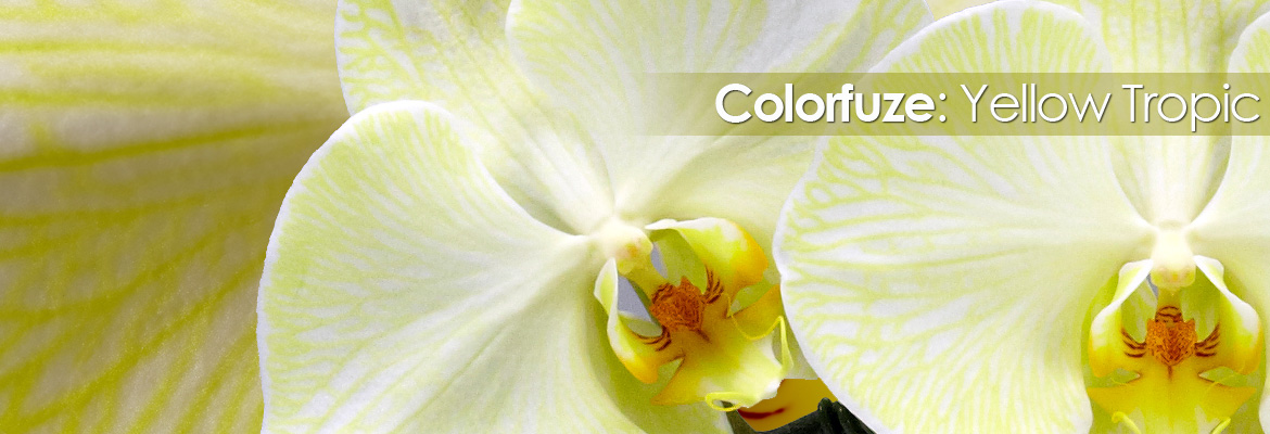 colorfuze-slider-pure-beauty-phalaenopsis-orchids-yellow-tropic ...