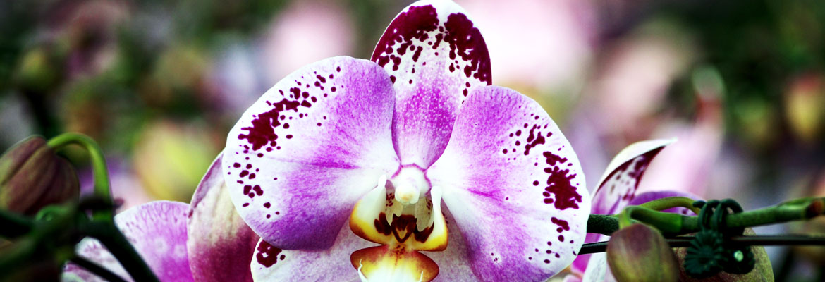 Anatomy Of Orchids - Plainview Pure