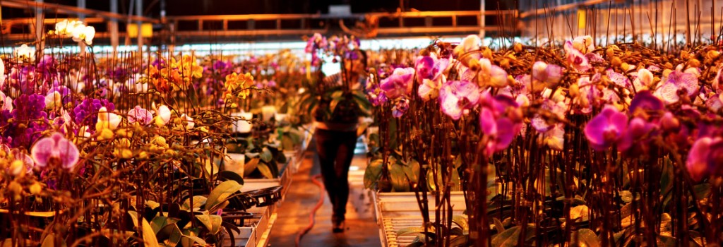 pure-beauty-orchids-from-plainview-growers-colorfuze - Plainview Pure