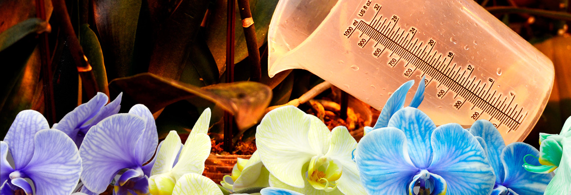 Sign Up For Free Weekly Orchid Watering Alerts - Plainview Pure