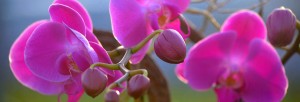 Premium Pure Orchids And Succulents - Plainview Pure