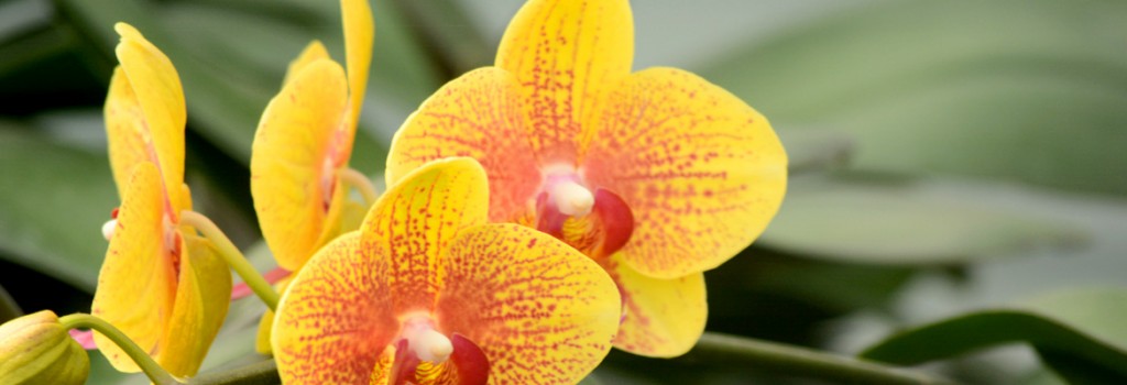 How To Care For Your Orchids - Plainview Pure