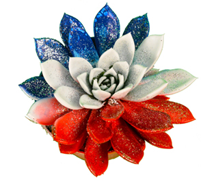 colorfuze-succulents-03 - Plainview Pure