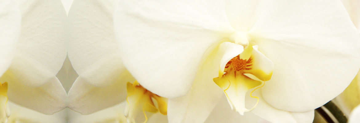 plainview-pure-orchids-quality-plant-products-02 - Plainview Pure