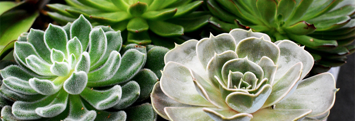 plainview-pure-succulents-quality-plant-products-02 - Plainview Pure