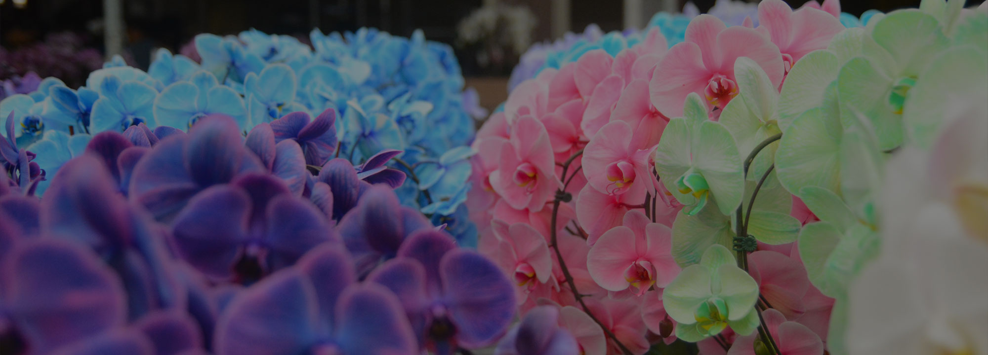 top-bar-plainview-pure-orchids-colorfuze - Plainview Pure