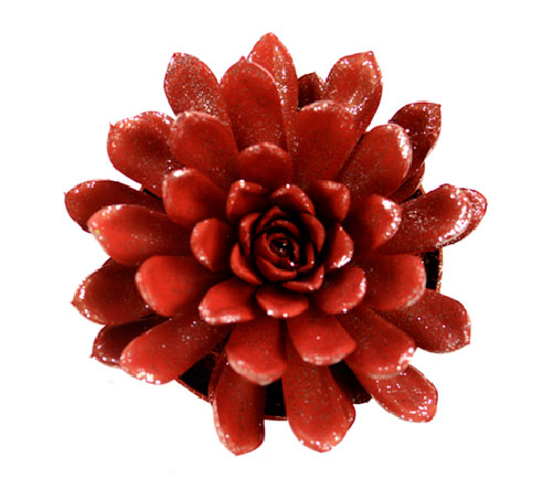 colorfuze-succulents-red - Plainview Pure