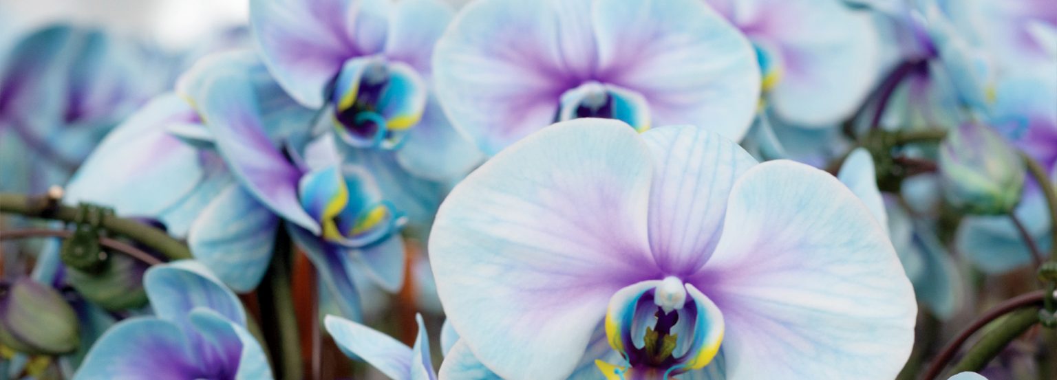 Caring For Your Orchids - Plainview Pure
